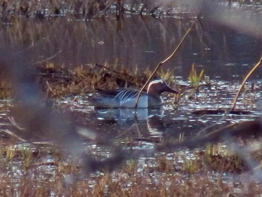 Attu east: what makes us unique in the ABA? - Nature NL