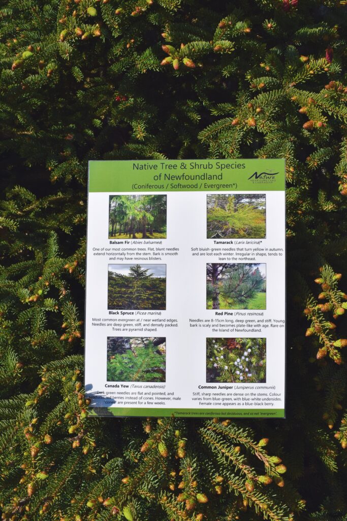 Nature NL's Native Tree and Shrub Guide - Nature NL