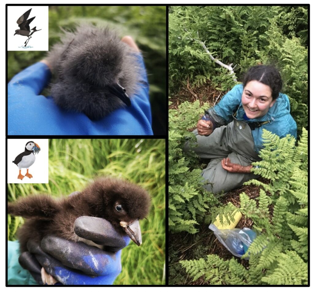 Burrows protect threatened seabird chicks from extreme climate events ...