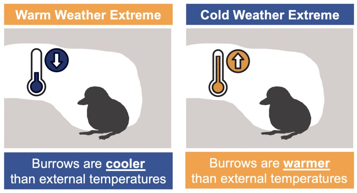 Burrows protect threatened seabird chicks from extreme climate events ...