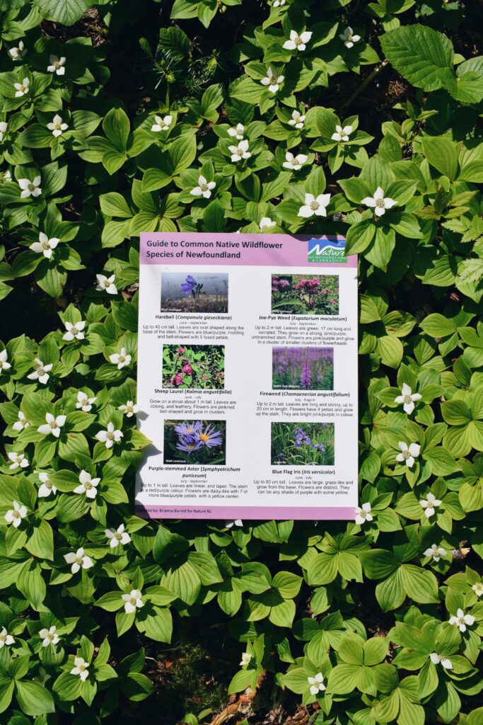 Common Native Wildflower Field Guide - Nature NL