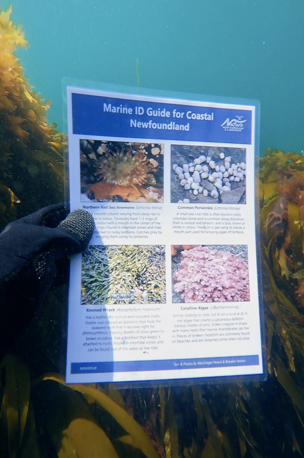 Marine ID Guide for Coastal Newfoundland - Nature NL