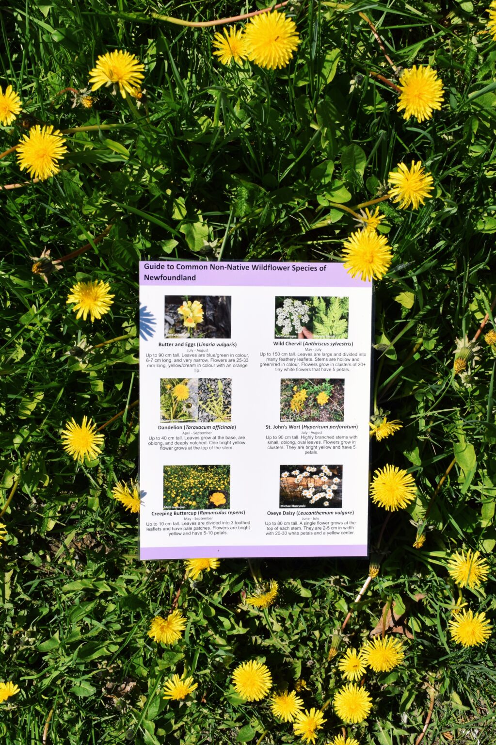 Common Non-Native Wildflower Species Field Guide - Nature NL